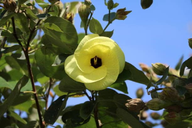 Ambrette: Plante Médicinale à découvrir