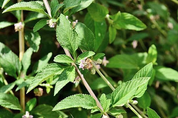 Balsamite : Plante Médicinale à découvrir