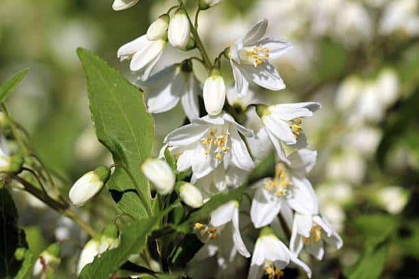 Benjoin de Sumatra : Plante Médicinale à découvrir