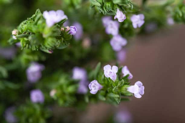 Calament : Plante Médicinale à découvrir