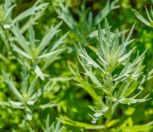 Armoise : Plante Médicinale à découvrir