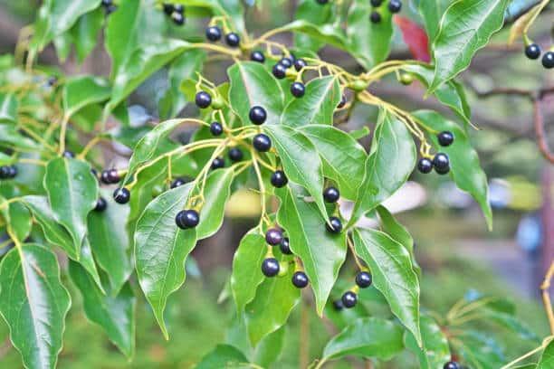 Camphre Naturel : Plante Médicinale à découvrir