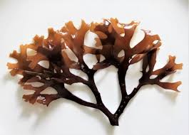 Carragheen (Chondrus Crispus) : Plante médicinale à découvrir