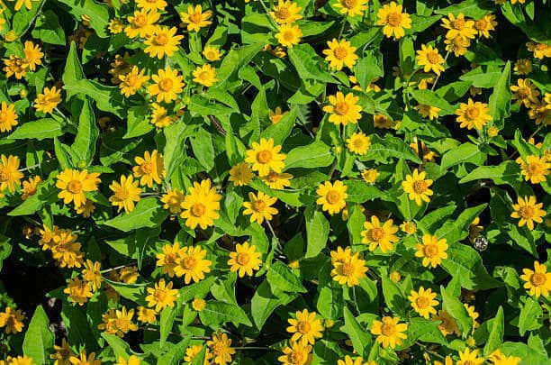 Chrysanthellum: Plante Médicinale à découvrir