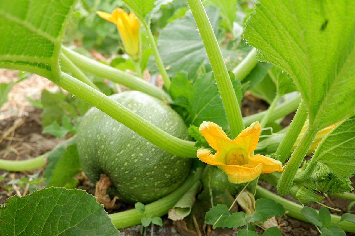 Courge : Plante Médicinale à découvrir