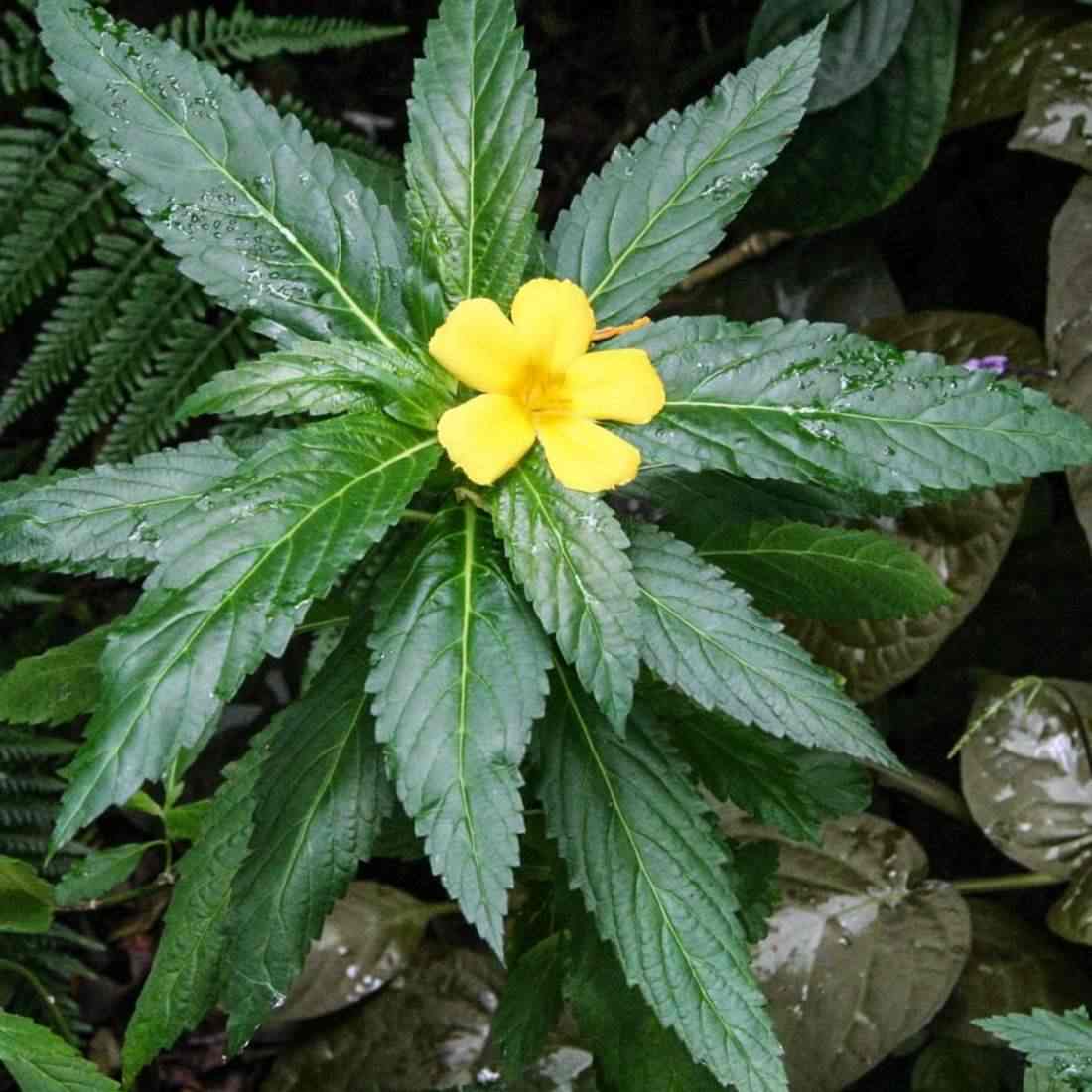 Damiana : Plante Médicinale à découvrir