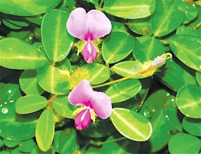 Desmodium - HERBORISTERIE PRINCIPALE