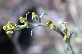 Génépi des alpes (mutellina)