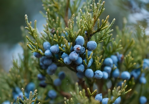 Genévrier : Plante Médicinale à découvrir