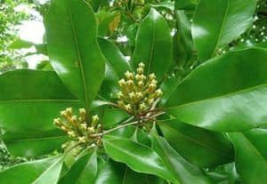 Giroflier : Plante Médicinale à découvrir