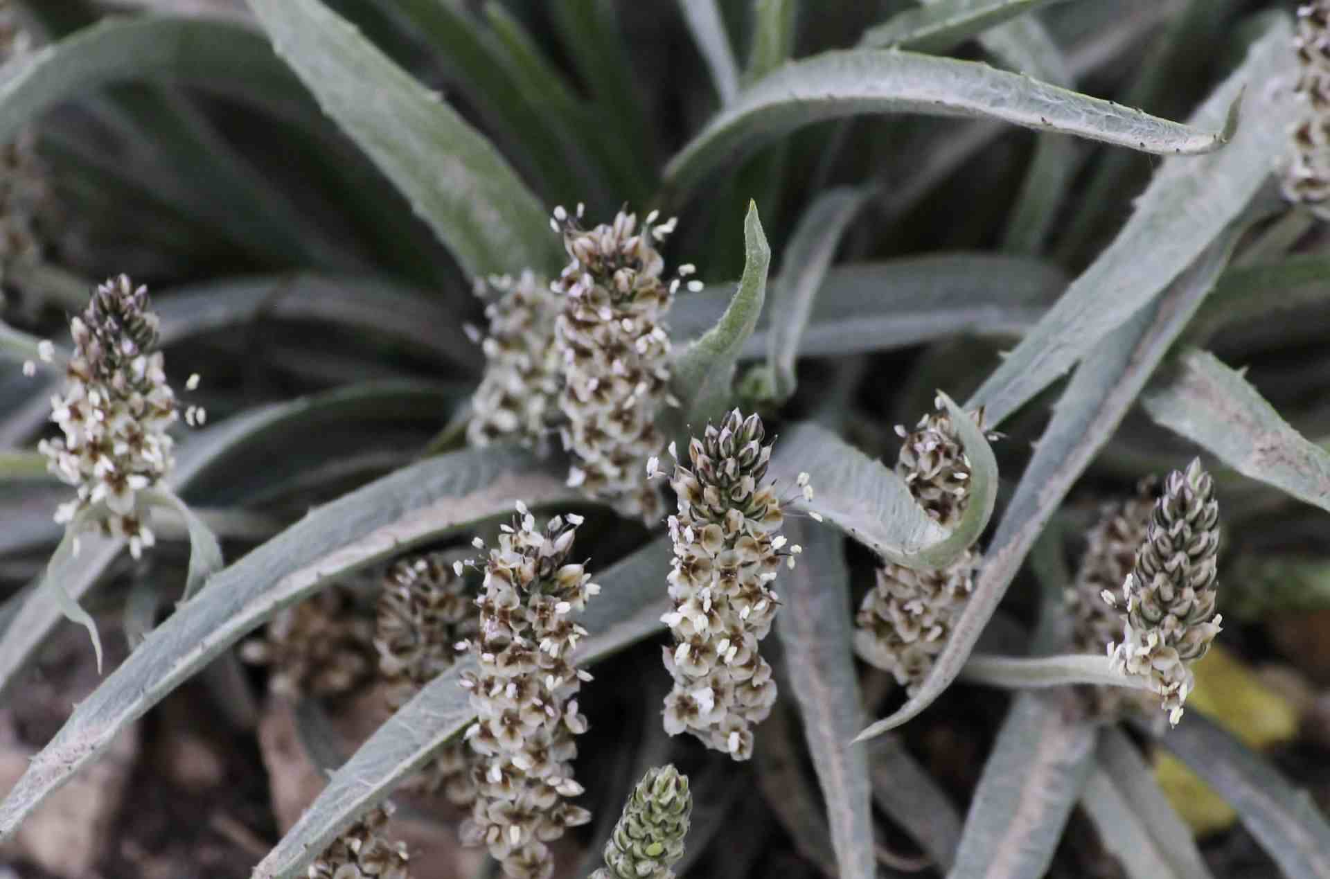 Ispaghul : Plante Médicinale à découvrir