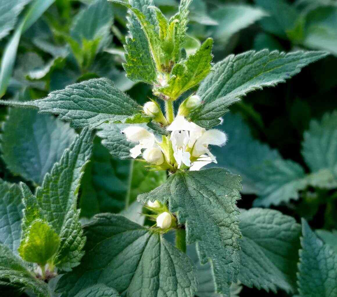 Lamier Blanc (Orti Blanche) : Plante Médicinale à découvrir
