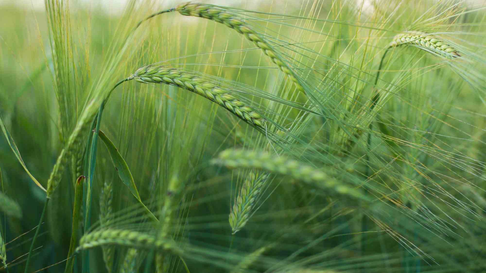 Orge : Plante Médicinale à découvrir