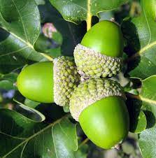 Chêne : Plante Médicinale à découvrir