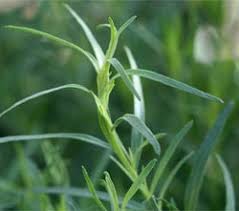 Estragon : Plante Médicinale à découvrir