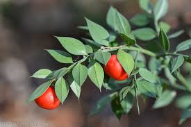 Fragon : Plante Médicinale