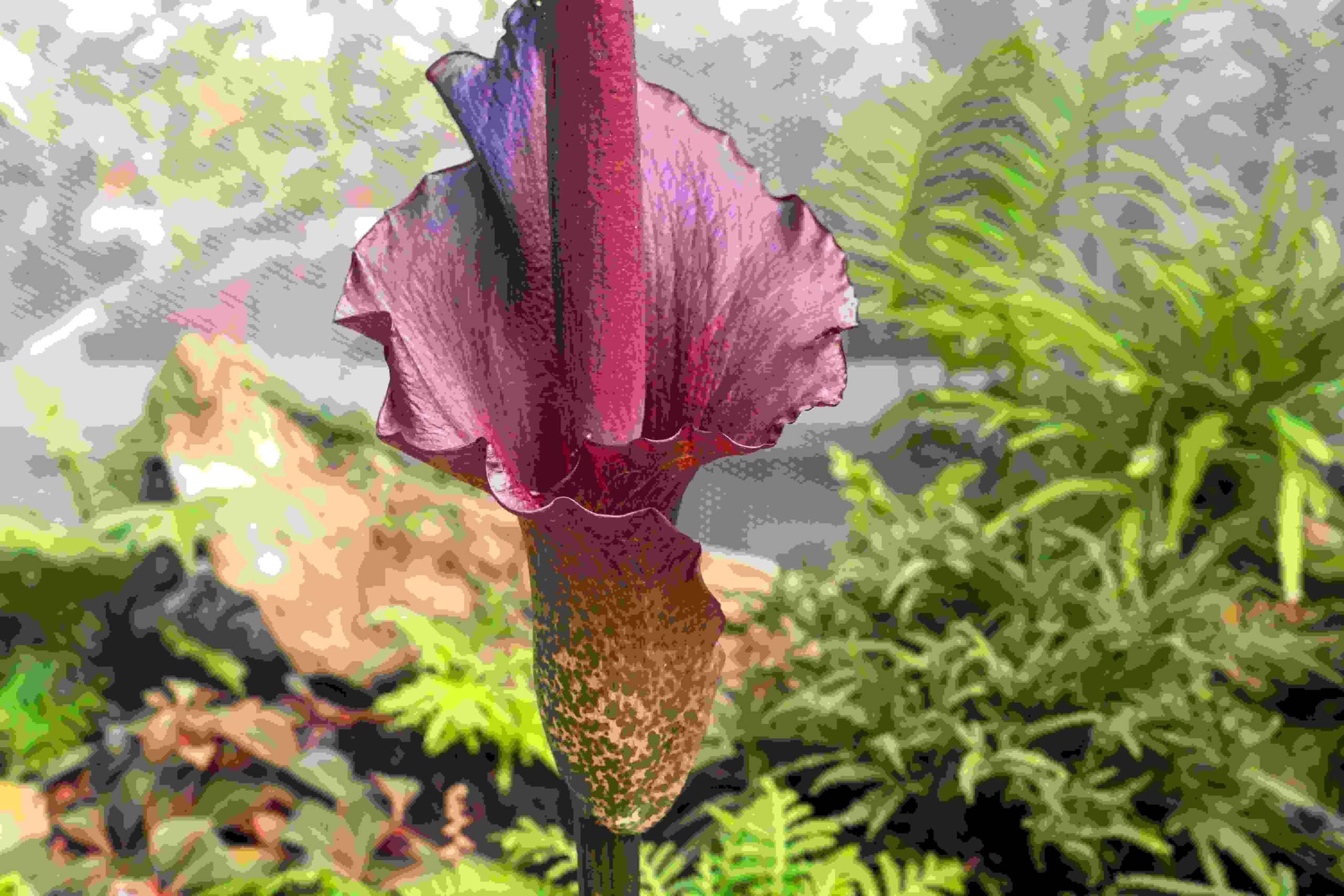 Glucomannane (Konjac) : Plante Médicinale à découvrir