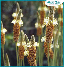 Ispaghul : Plante Médicinale à découvrir