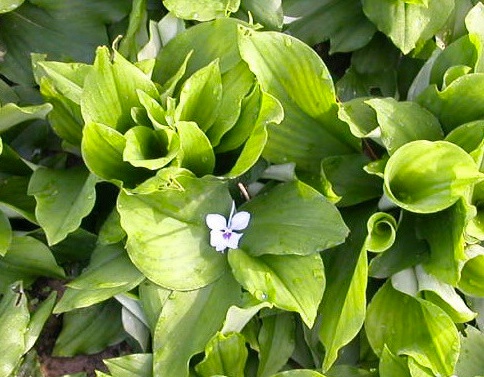 Kachur Sughandi : Plante Médicinale à découvrir