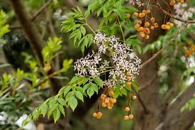 Margousier (Neem) : Plante Médicinale à découvrir