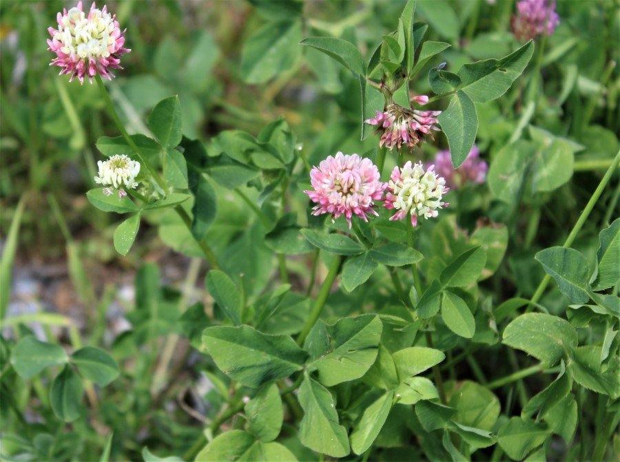 Ményanthe : Plante Médicinale à découvrir