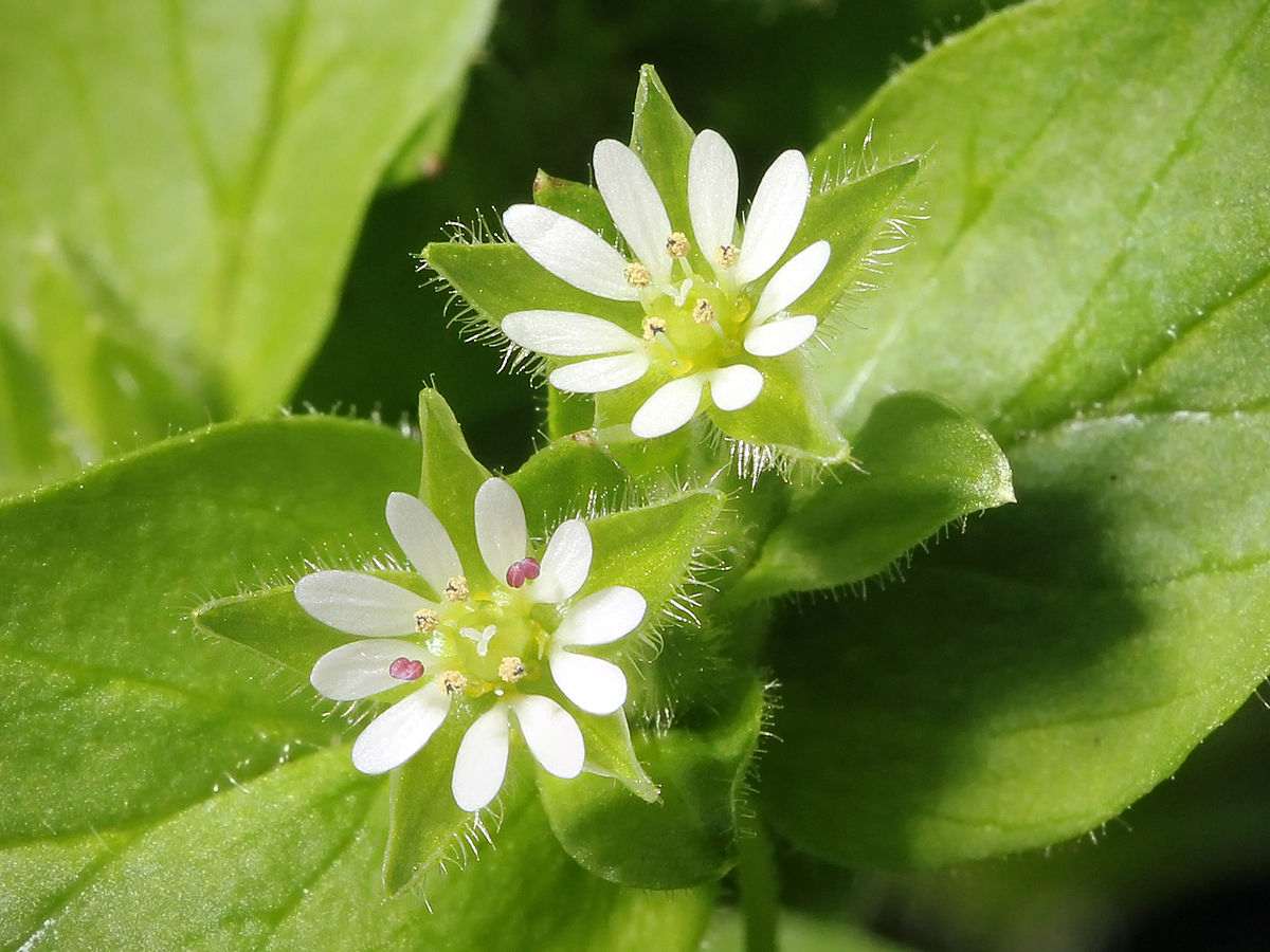Mouron Blanc (Stellaire) : Plante Médicinale à découvrir