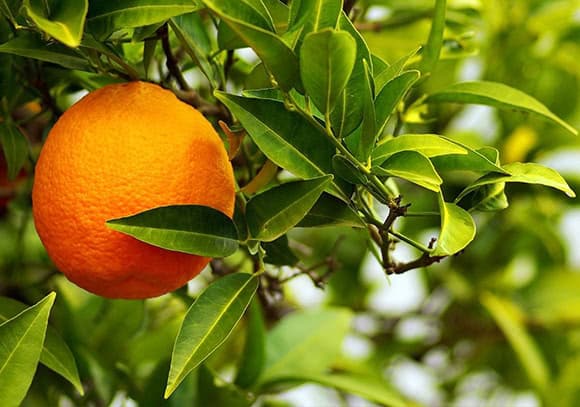 Orange Amère : Plante Médicinale à découvrir