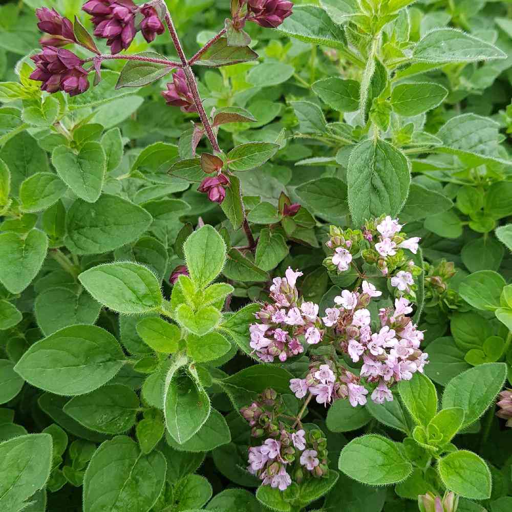 Origan : Plante Médicinale à découvrir