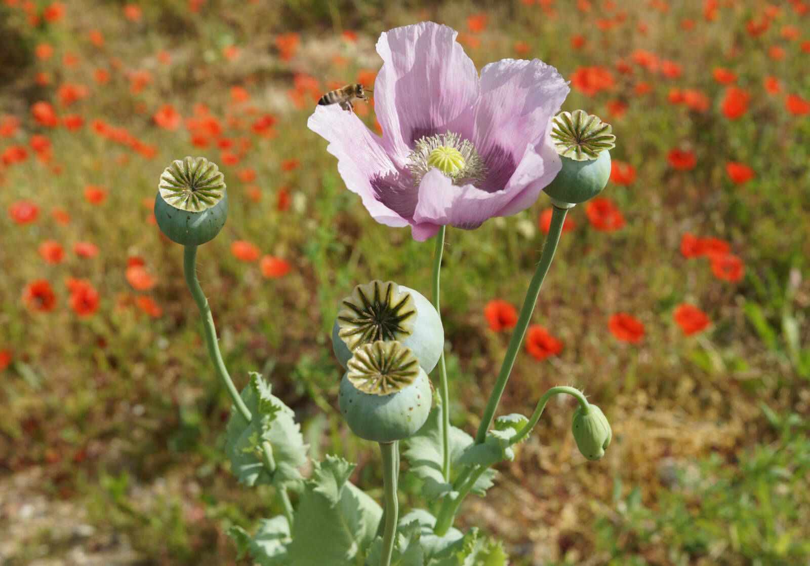 Pavot « Œillette » : Plante Médicinale à découvrir
