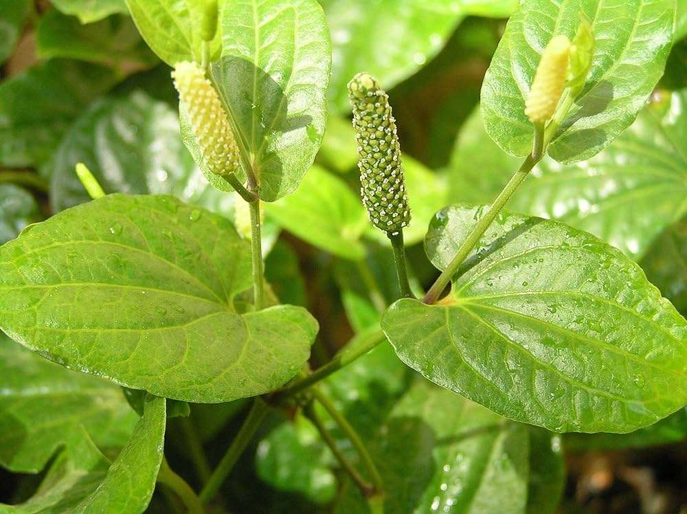 Poivre Long : Plante Médicinale à découvrir