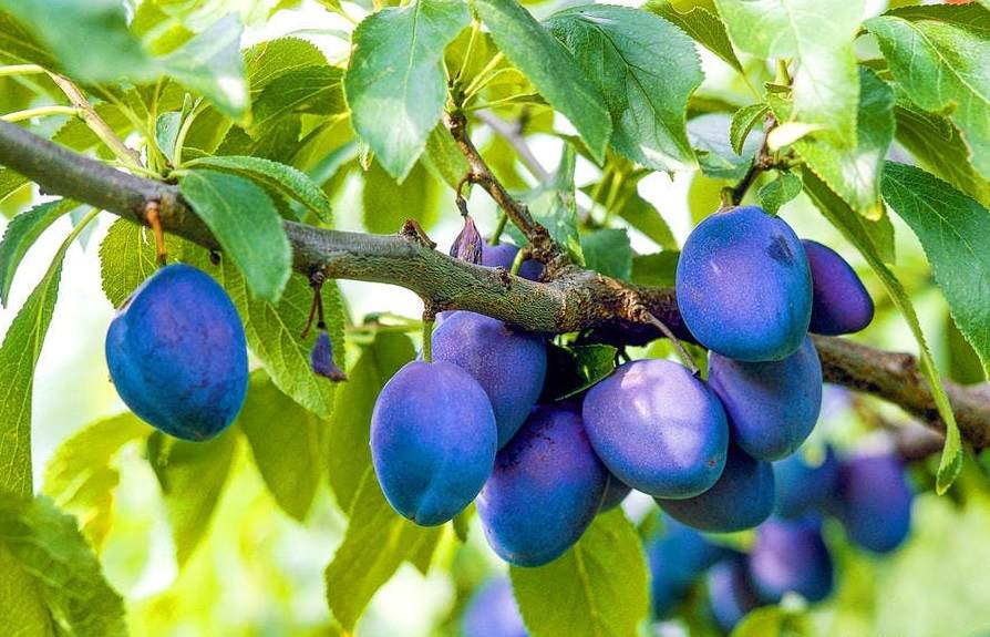 Pygeum Africanum : Plante Médicinale à découvrir