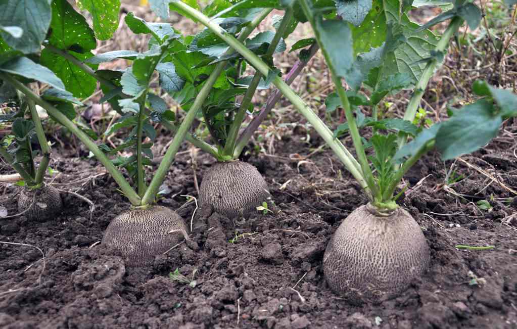 Radis Noir : Plante Médicinale à découvrir