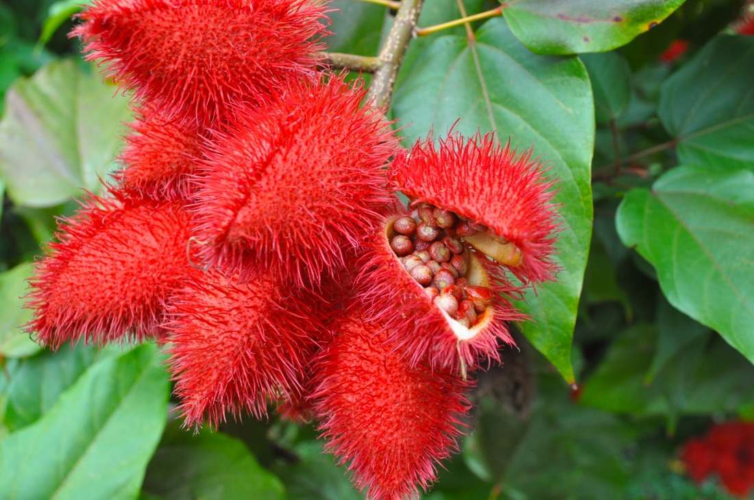 Rocou : Plante Médicinale à découvrir