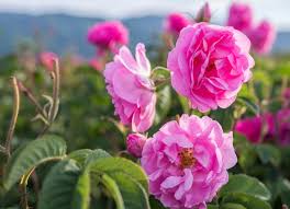 Rose De Damas : Plante Médicinale