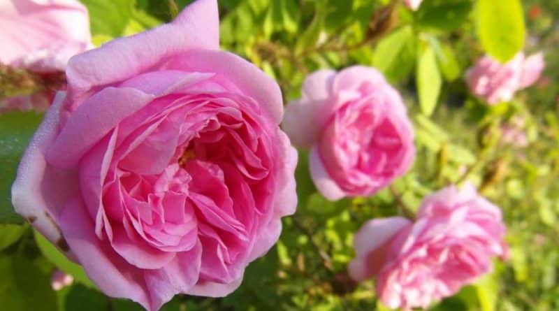 Rose Pâle : Plante Médicinale à découvrir