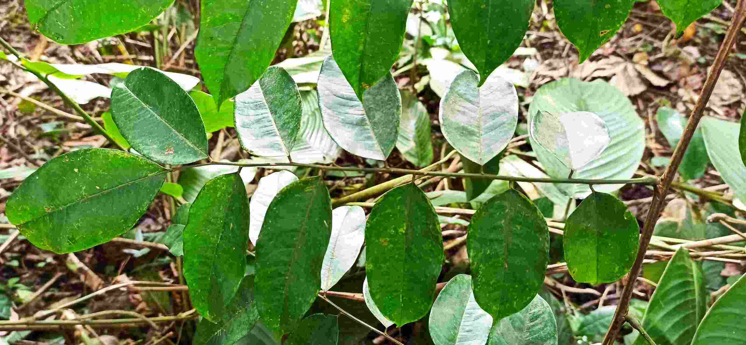 Santal Rouge : Plante Médicinale à découvrir