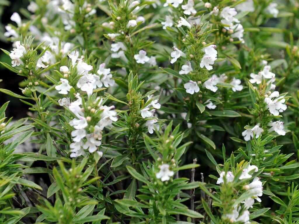 Sarriette : Plante Médicinale à découvrir