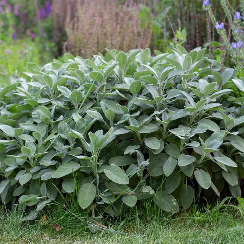 Sauge Officinale : Plante Médicinale à découvrir