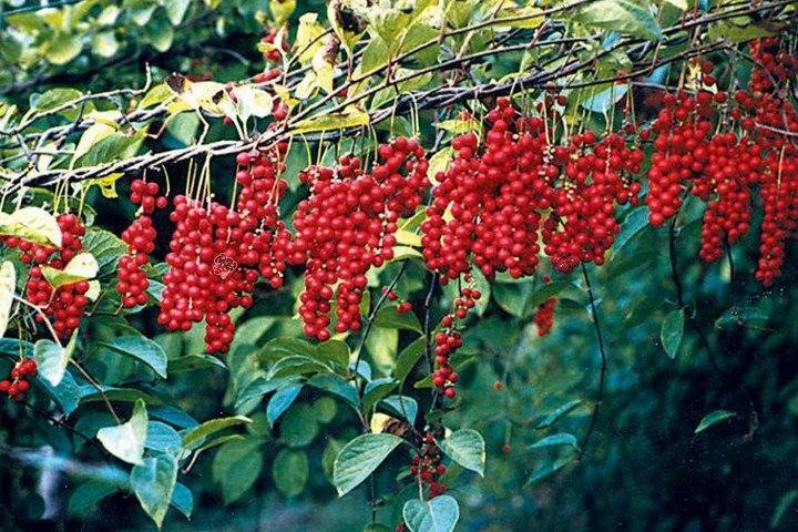 Schizandra : Plante Médicinale à découvrir