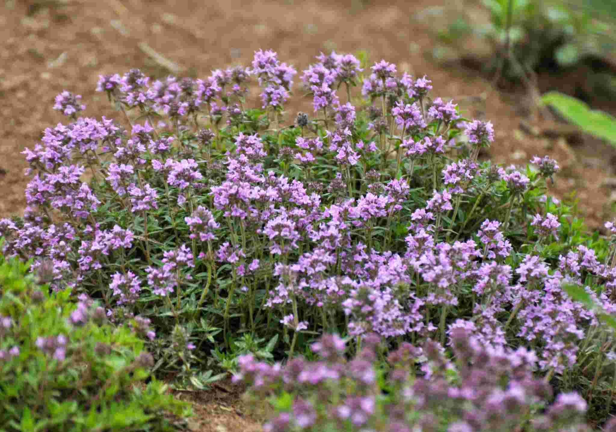 Serpolet : Plante Médicinale à découvrir